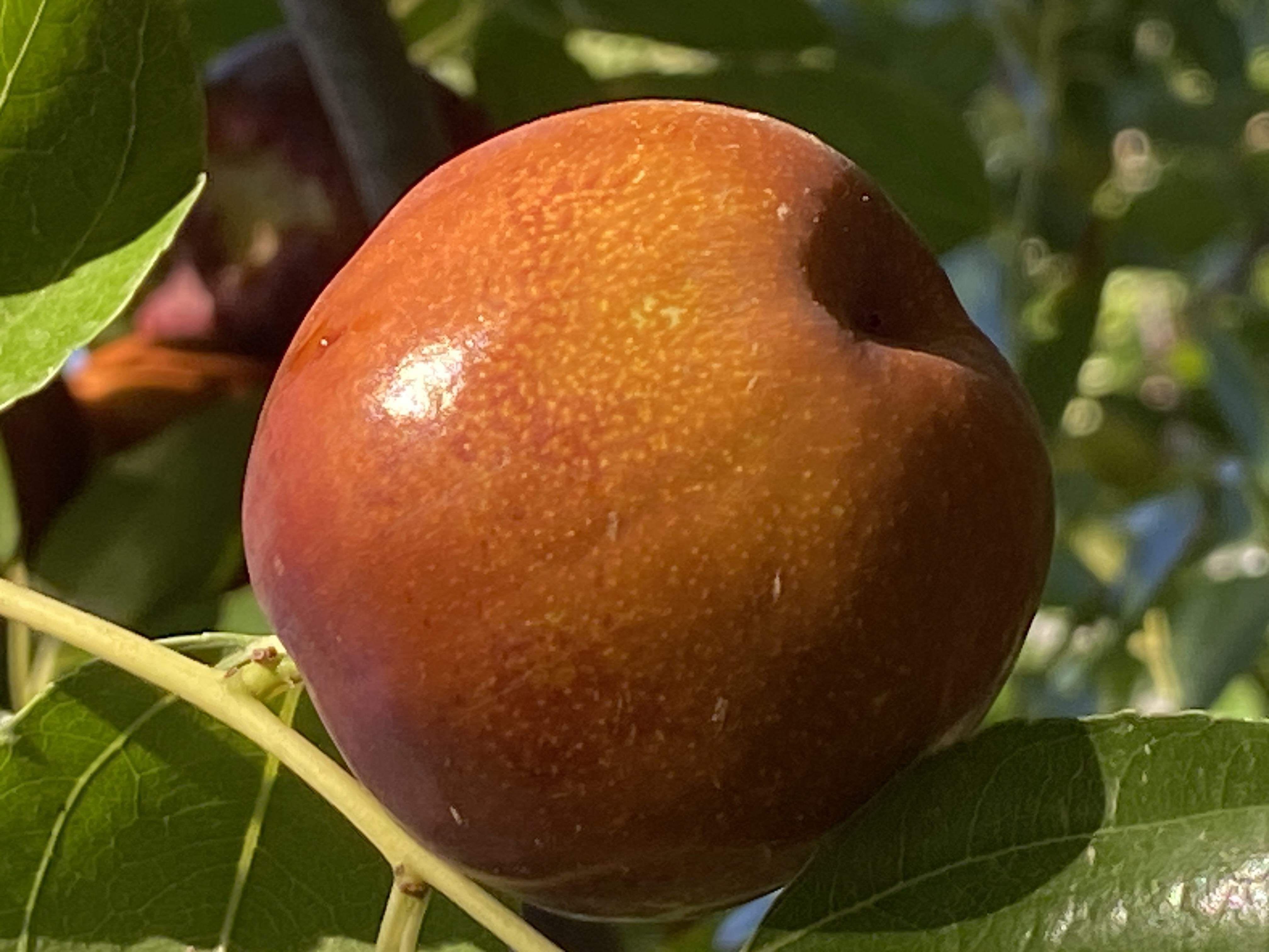 For Fresh Eating | New Mexico State University | BE BOLD. Shape the Future.