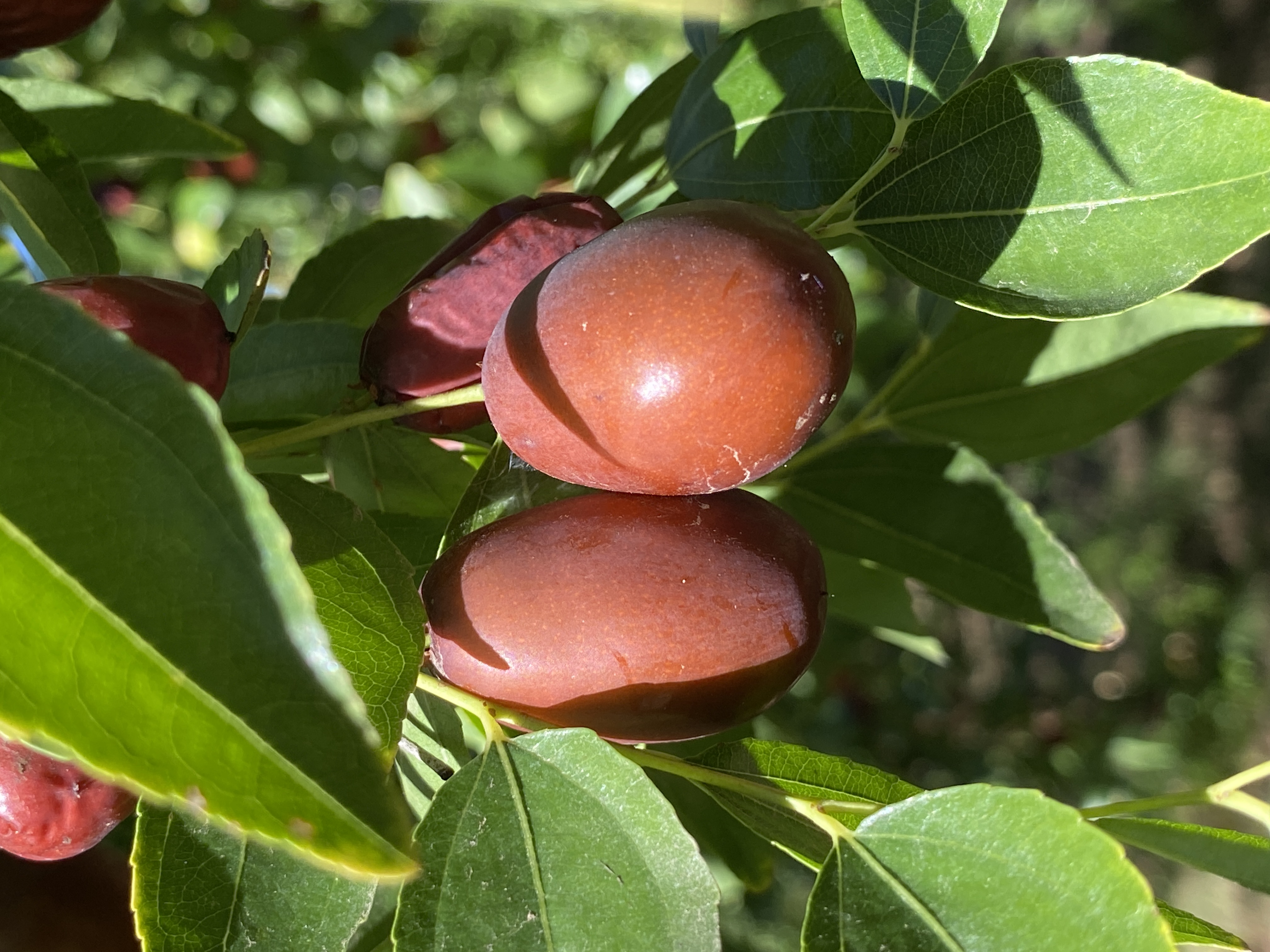 For Fresh Eating | New Mexico State University | BE BOLD. Shape the Future.
