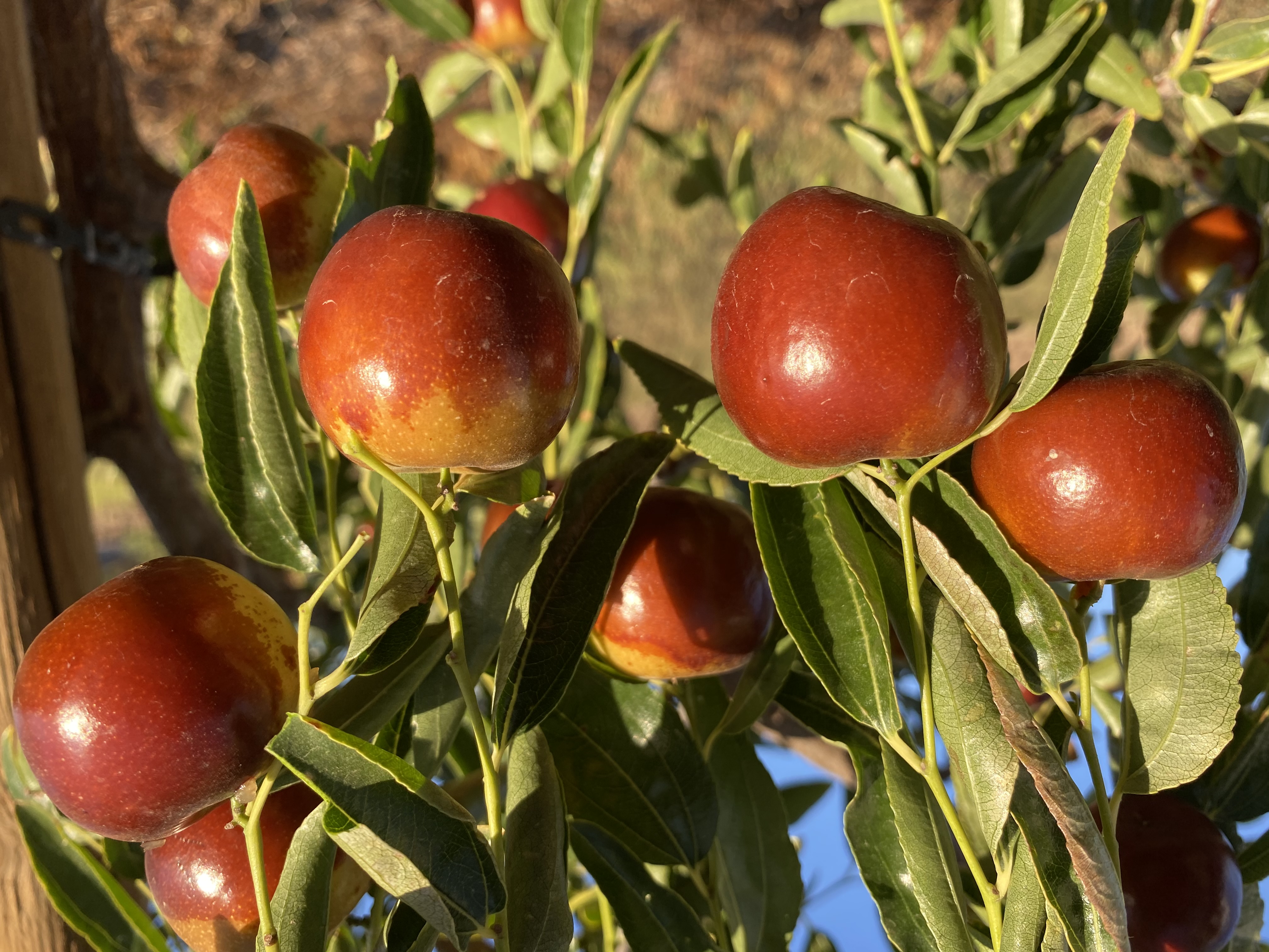 For Fresh Eating | New Mexico State University | BE BOLD. Shape the Future.