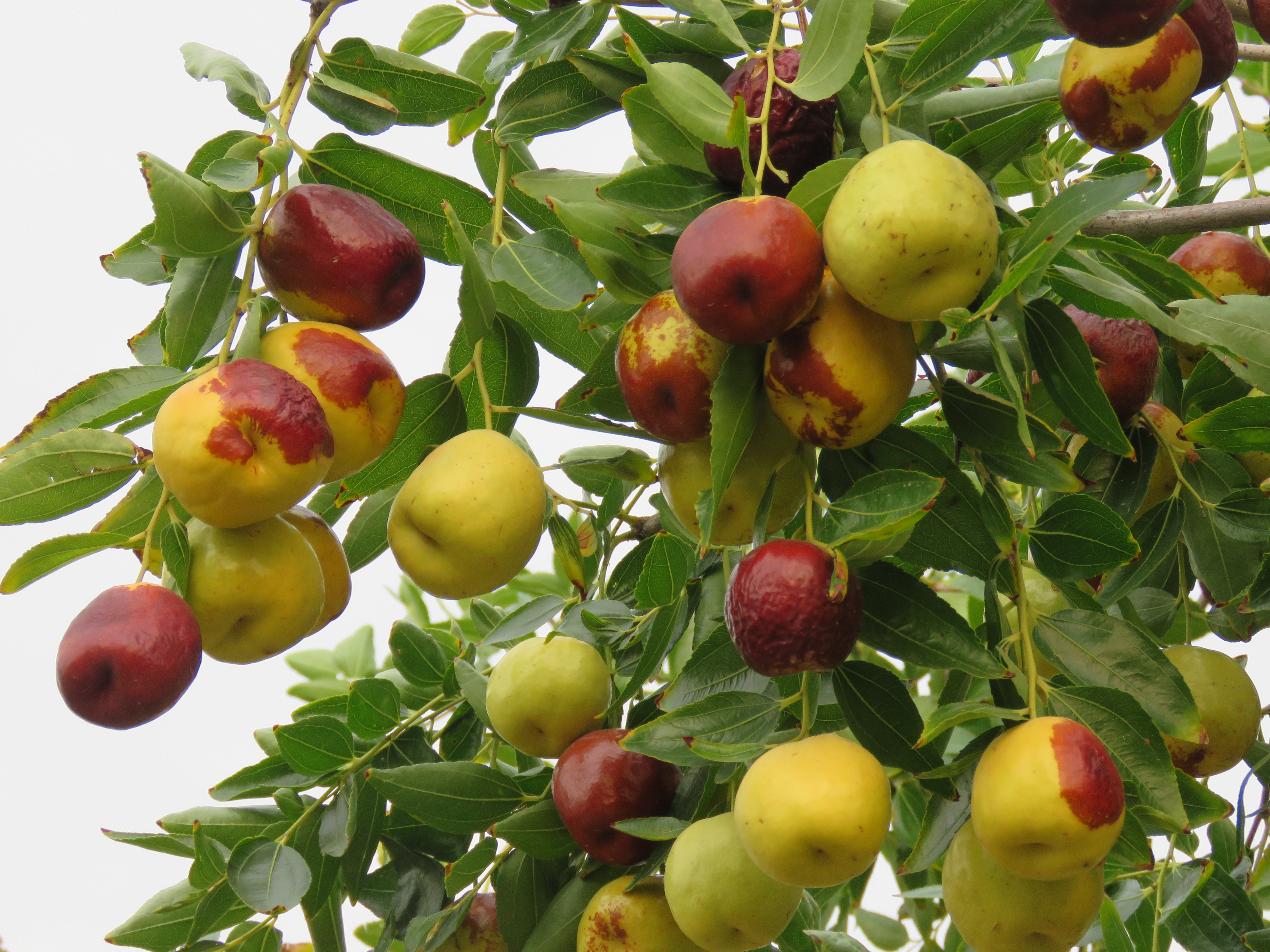For Fresh Eating | New Mexico State University | BE BOLD. Shape the Future.