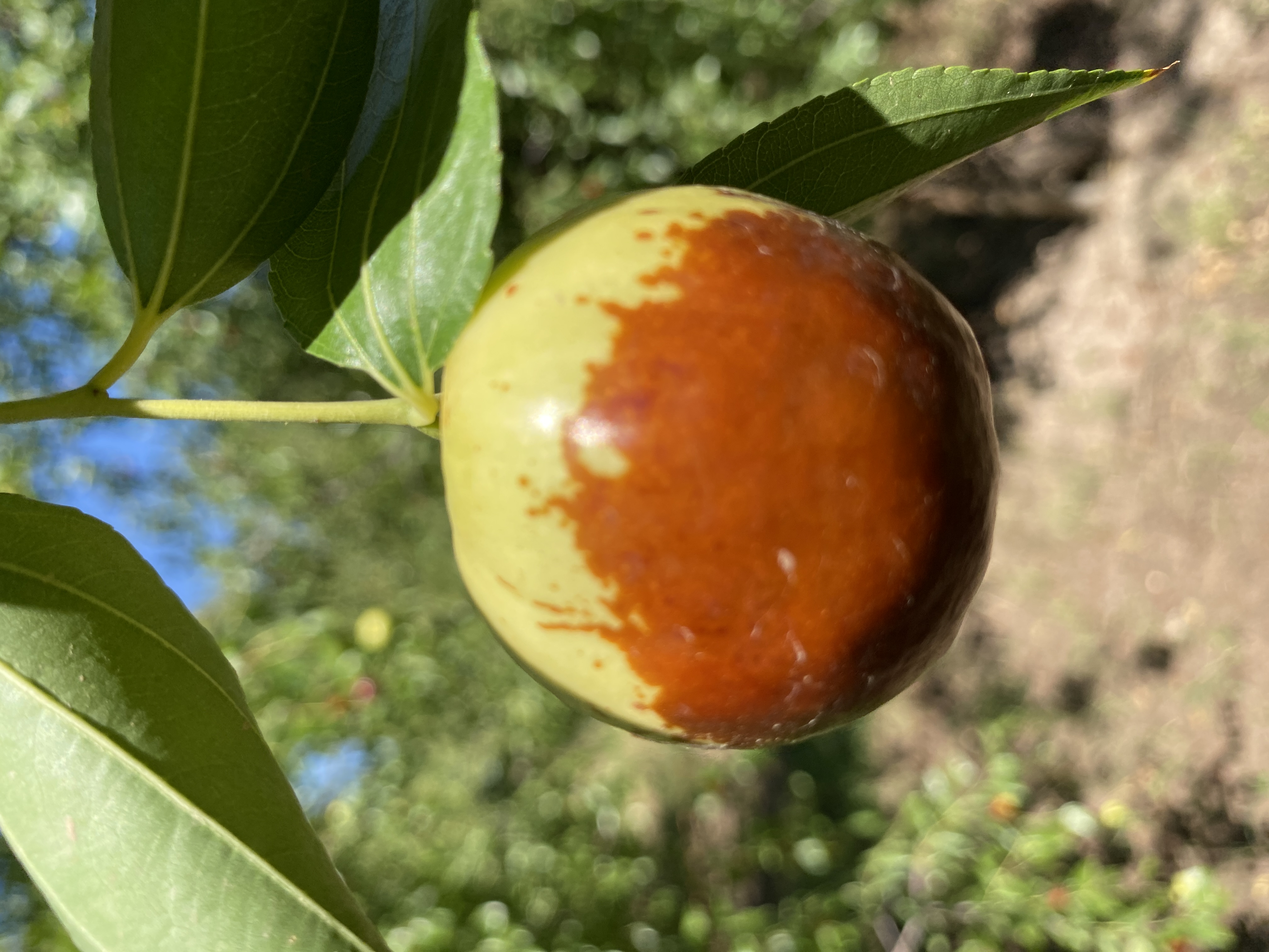 For Fresh Eating | New Mexico State University | BE BOLD. Shape the Future.