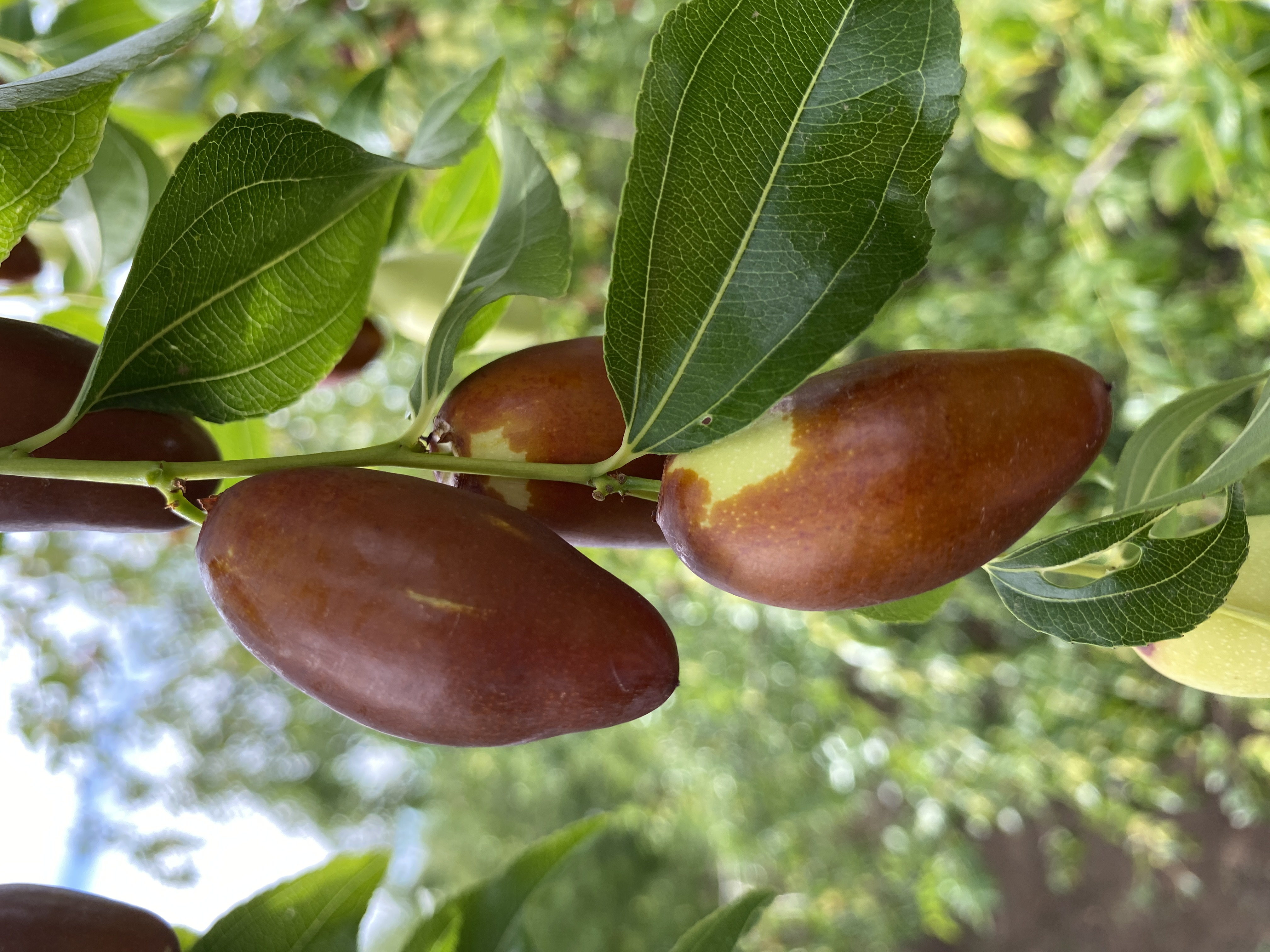 For Fresh Eating | New Mexico State University | BE BOLD. Shape the Future.