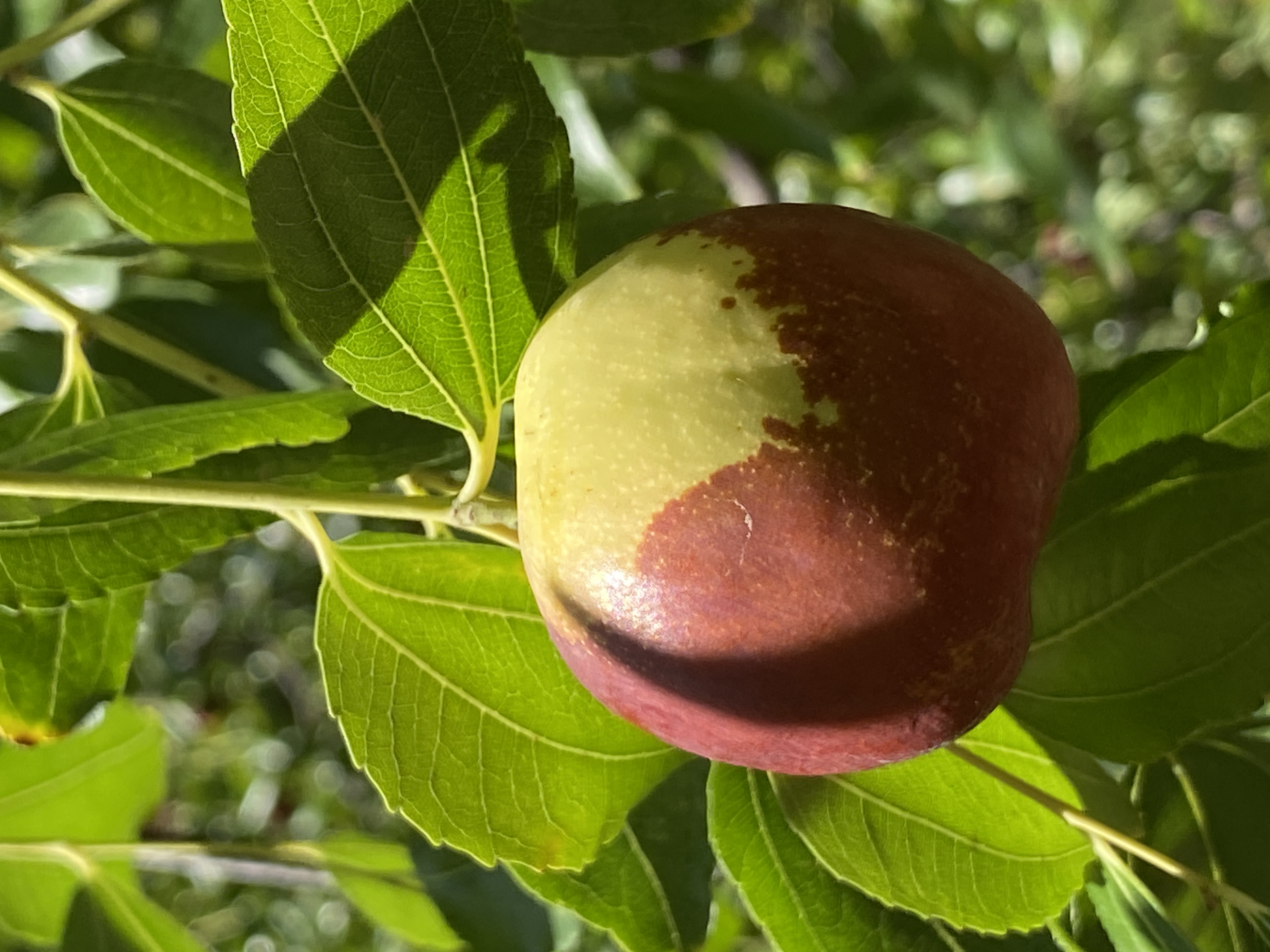 For Fresh Eating | New Mexico State University | BE BOLD. Shape the Future.