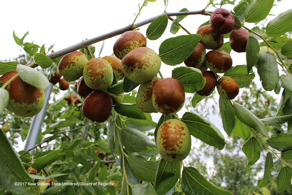 For Fresh Eating | New Mexico State University | BE BOLD. Shape the Future.